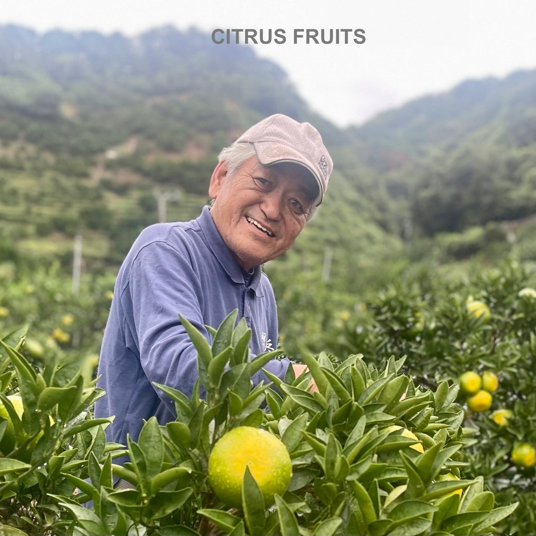 Yahho Farm 【Citrus】 – Hata's Hamper
